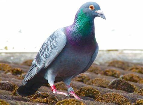 MSPCA column: What to do if a racing pigeon lands in your garden ...