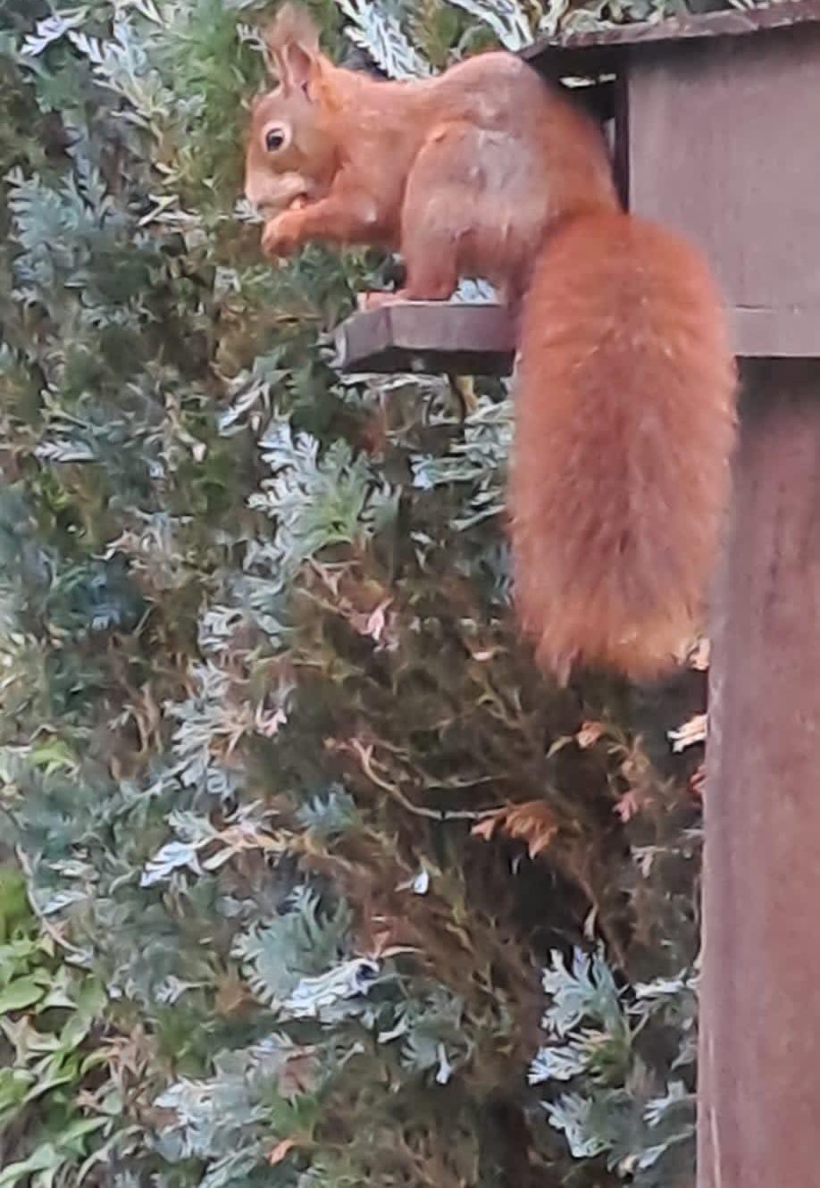 MSPCA column: Should red squirrels be introduced in Isle of Man ...