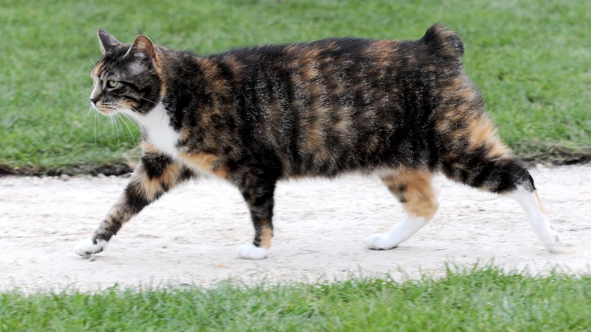 The fascinating history of the Manx cat - the Isle of Man's famous ...