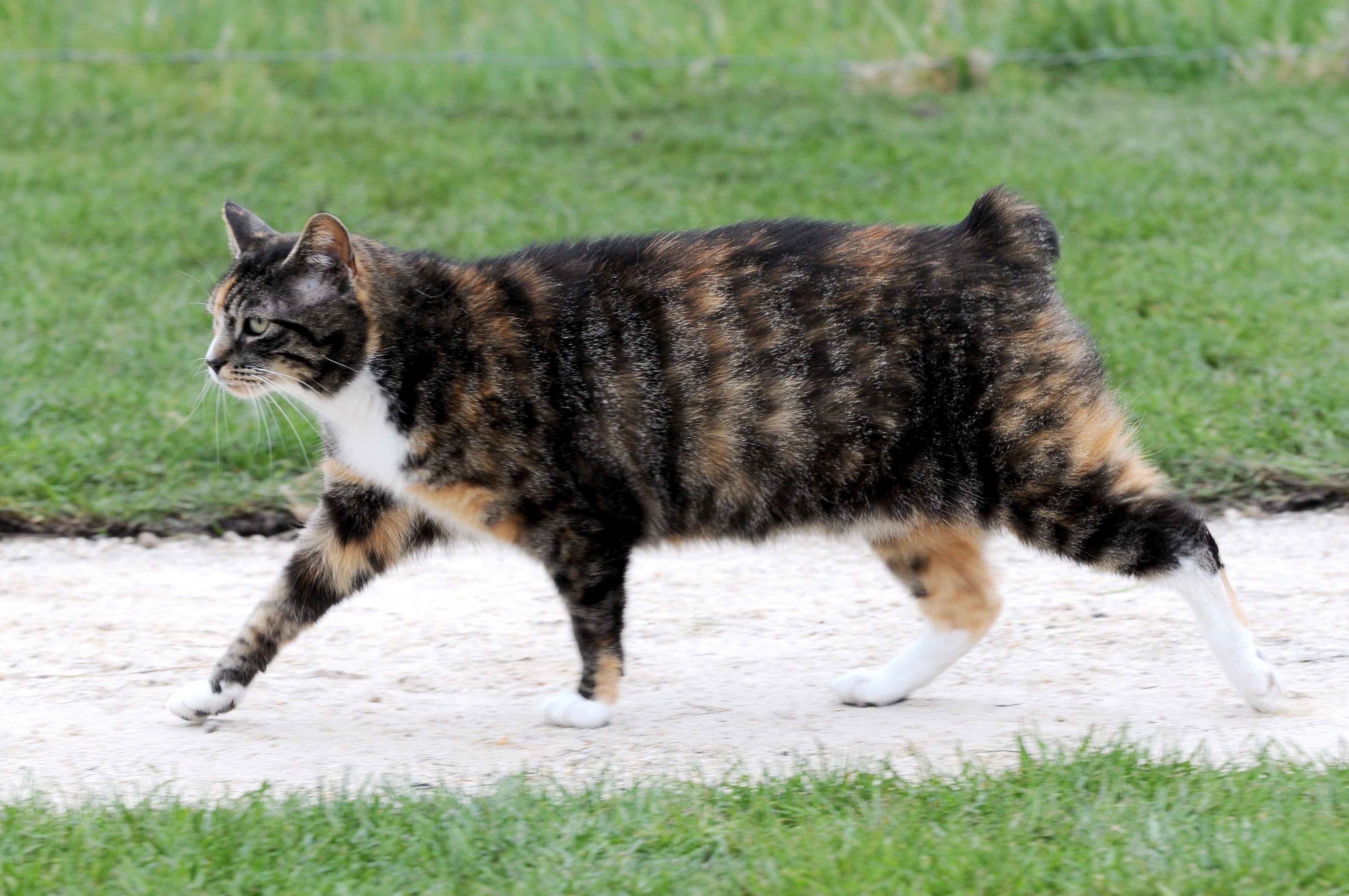 The fascinating history of the Manx cat - the Isle of Man's famous ...
