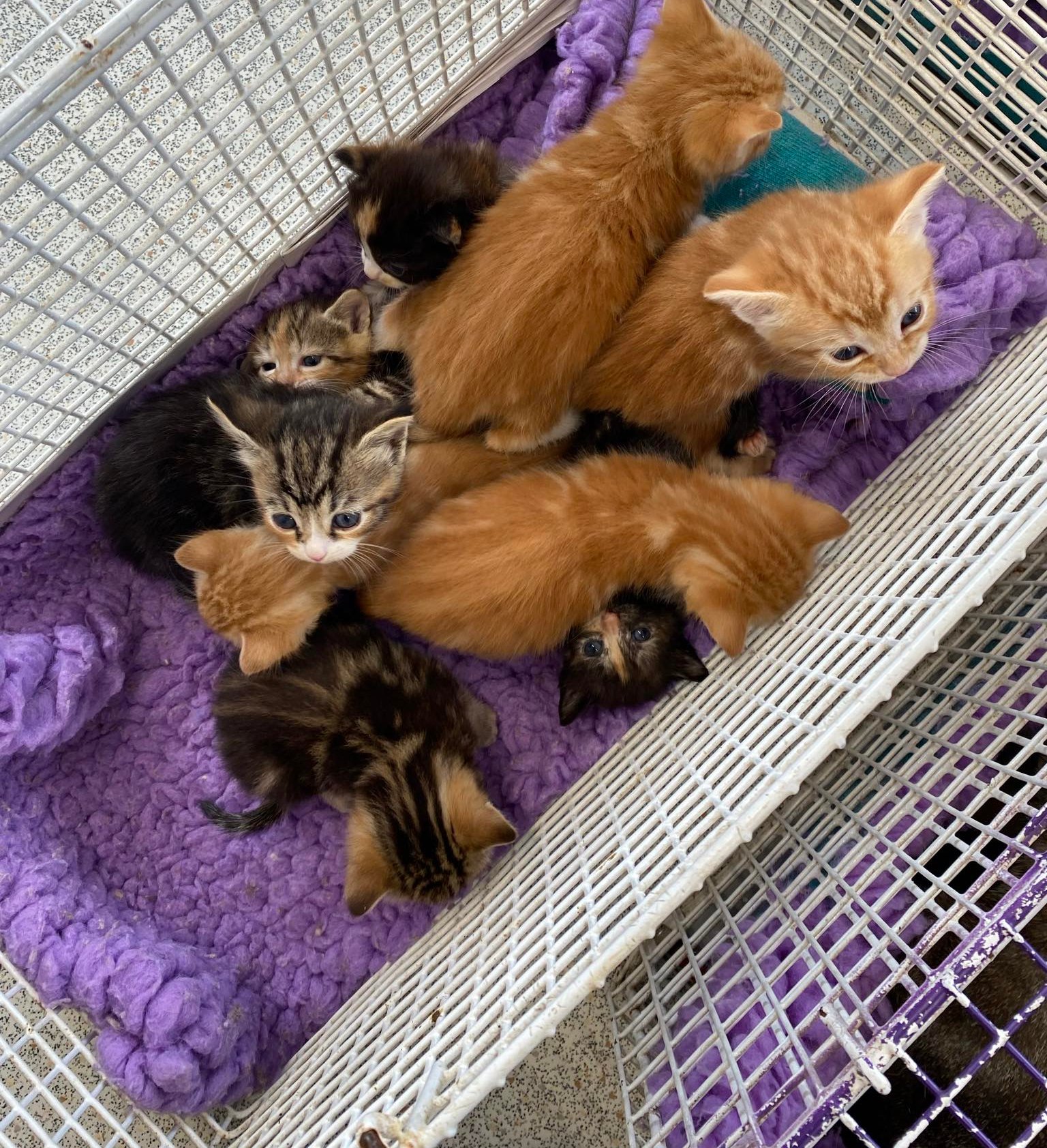 Manx pet charity rescues a staggering 28 cats from one household ...