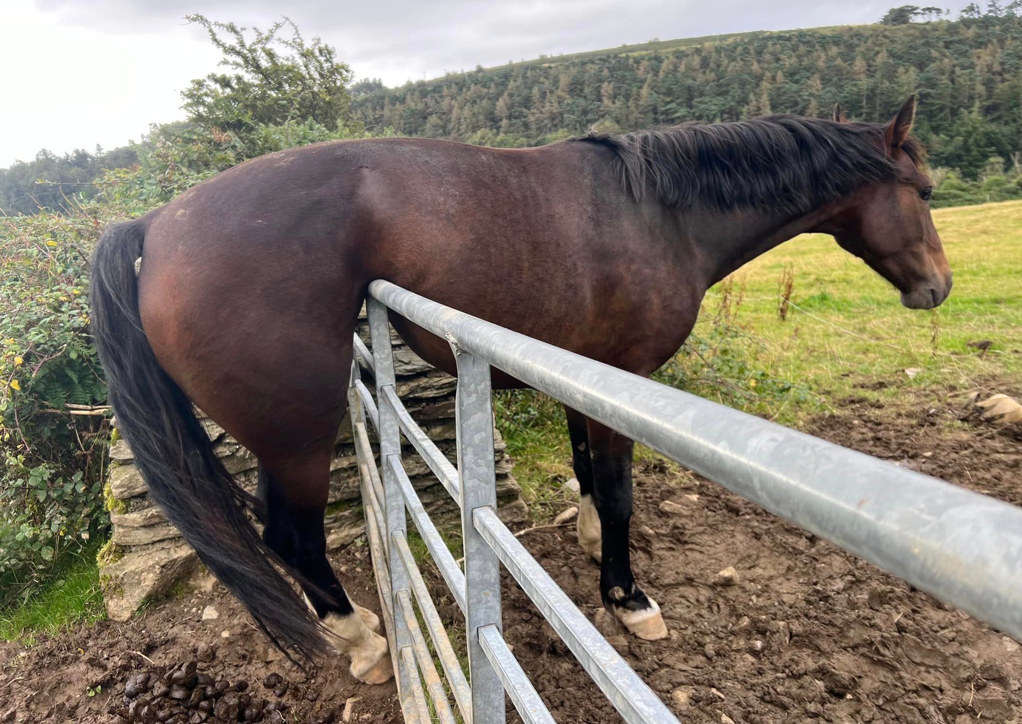 Horse trapped for around two hours after becoming wedged on gate ...