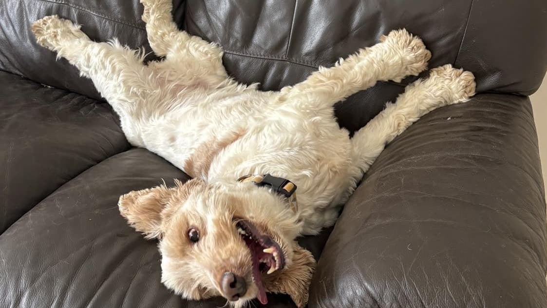 Meet Cooper - the loyal and lovable cocker spaniel looking for a new ...