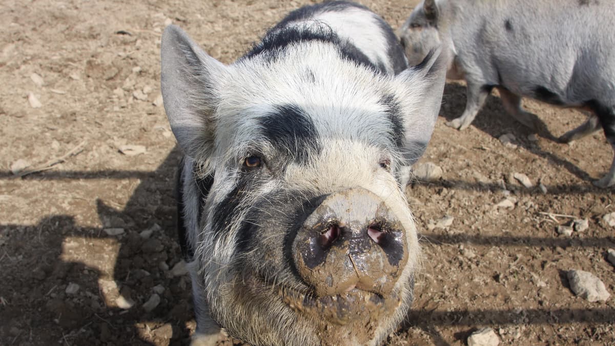 New measures to protect pigs on the Isle of Man from African swine ...