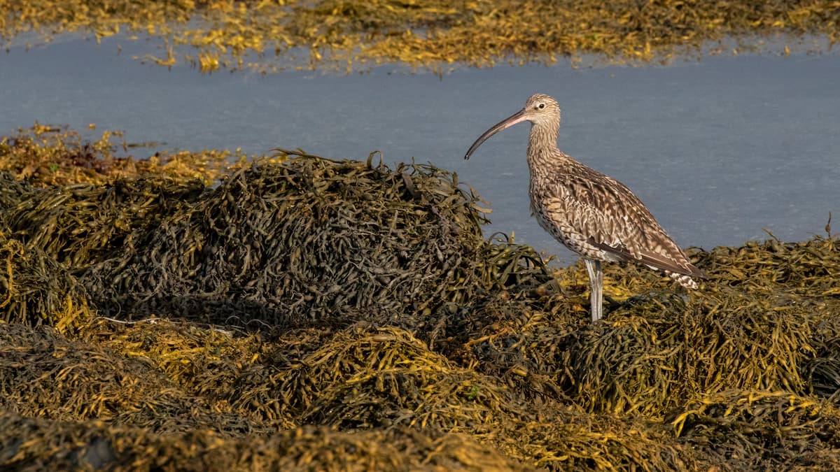 Langness: A fascinating look at the only intertidal mud habitat on the ...