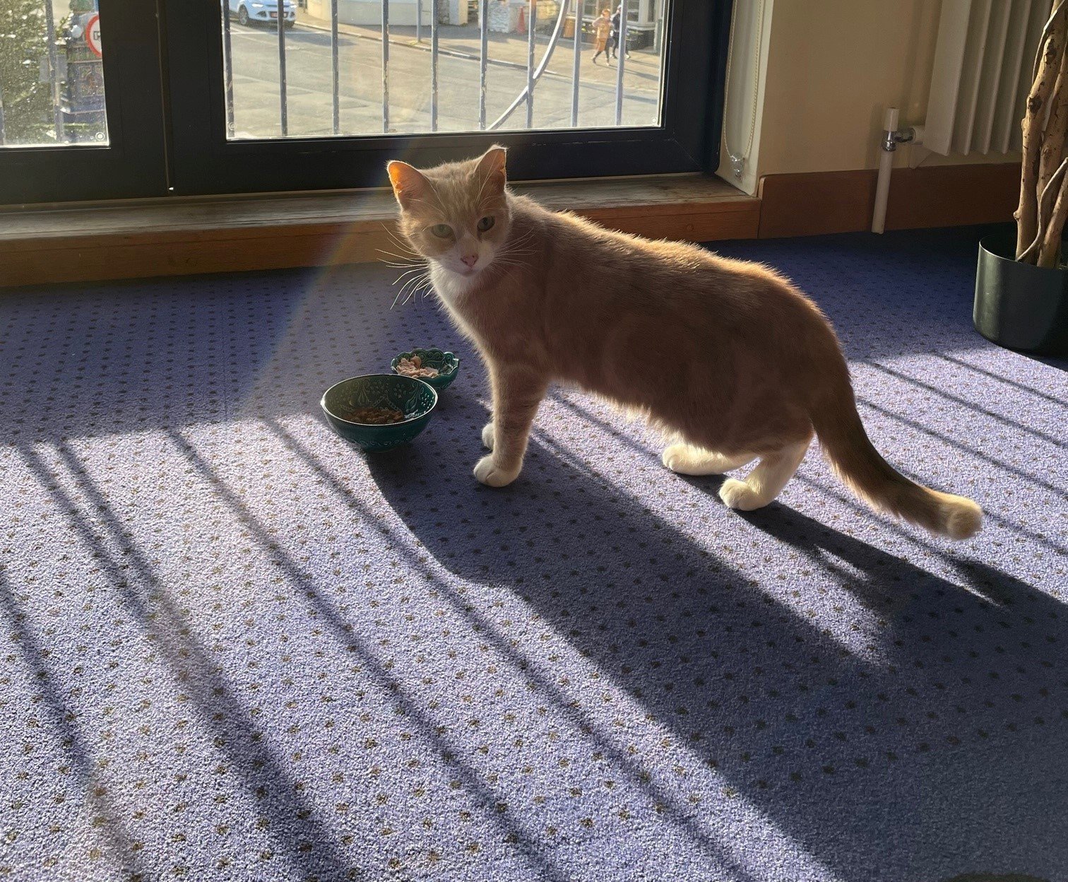 Celebrity feline officially unveiled as new 'free cat' of Ramsey ...