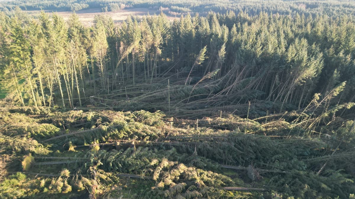 Harvesting operation to begin in Manx plantations following recent ...