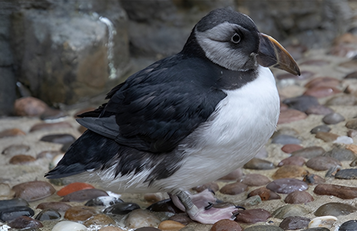 Cliff the puffin rescued from Douglas beach finds new home in Cornwall ...