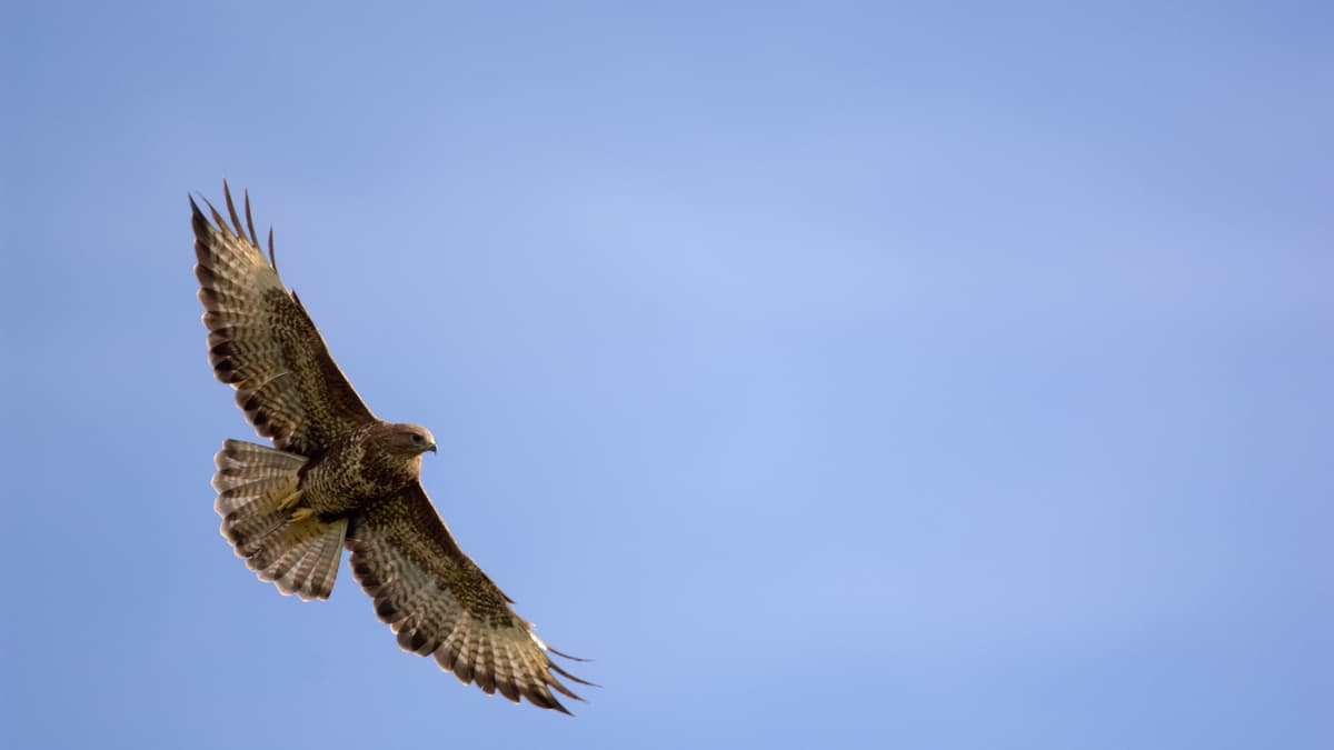 Charity asks for help in surveying the Isle of Man's buzzard population ...