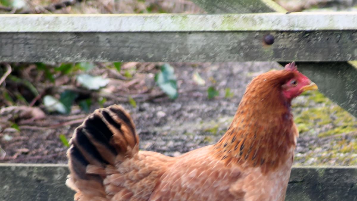 Fourth Manx Bard pens poem in plea to bring missing hen home | iomtoday ...