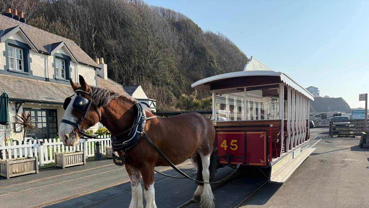 Watch as historic horse trams return to Douglas promenade for the new ...