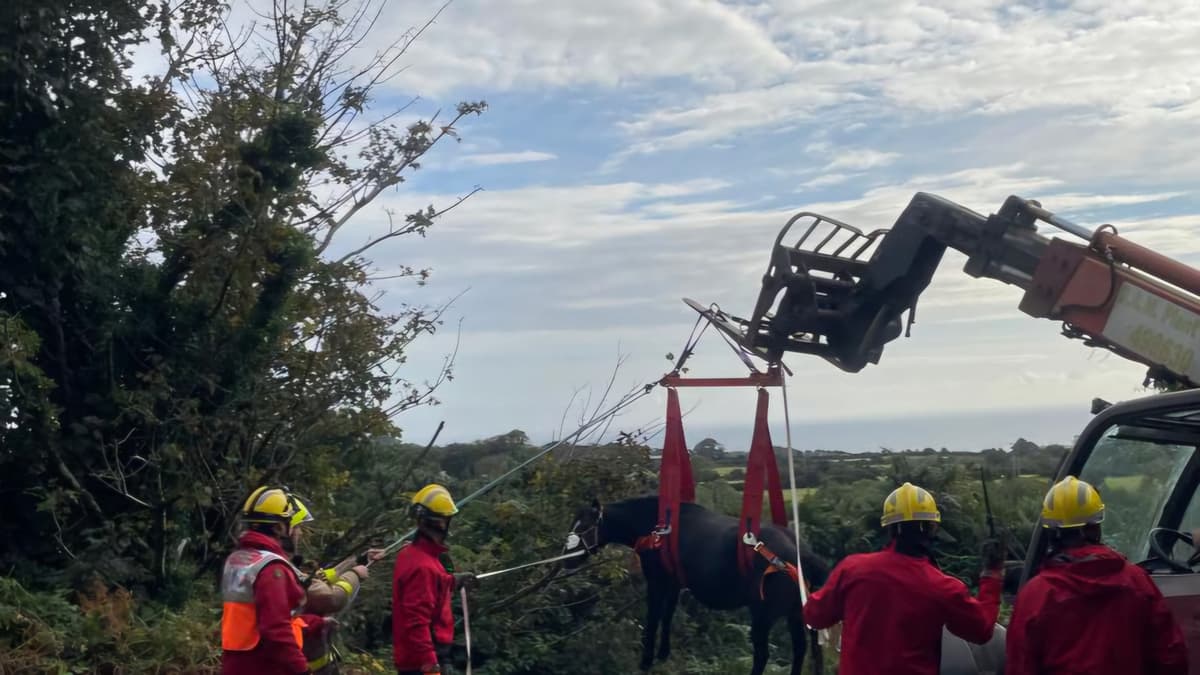 ‘Great team effort all round’ as stuck pony craned from deep ditch ...