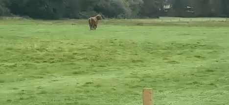 Meat plant launches investigation after escaped bull shot dead by armed ...