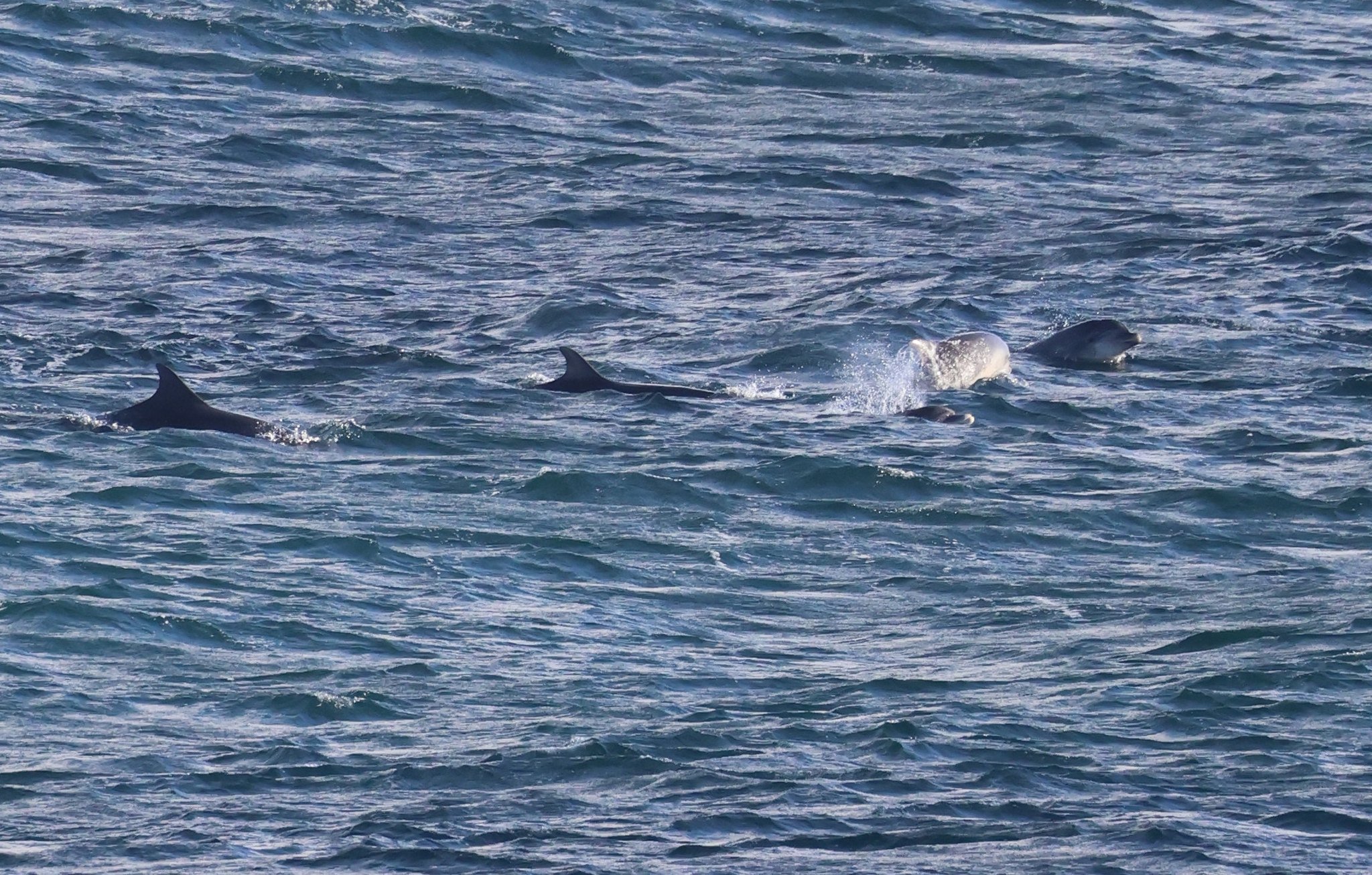 Pod of 50 dolphins, huge fin whales and tuna spotted off Manx coast ...