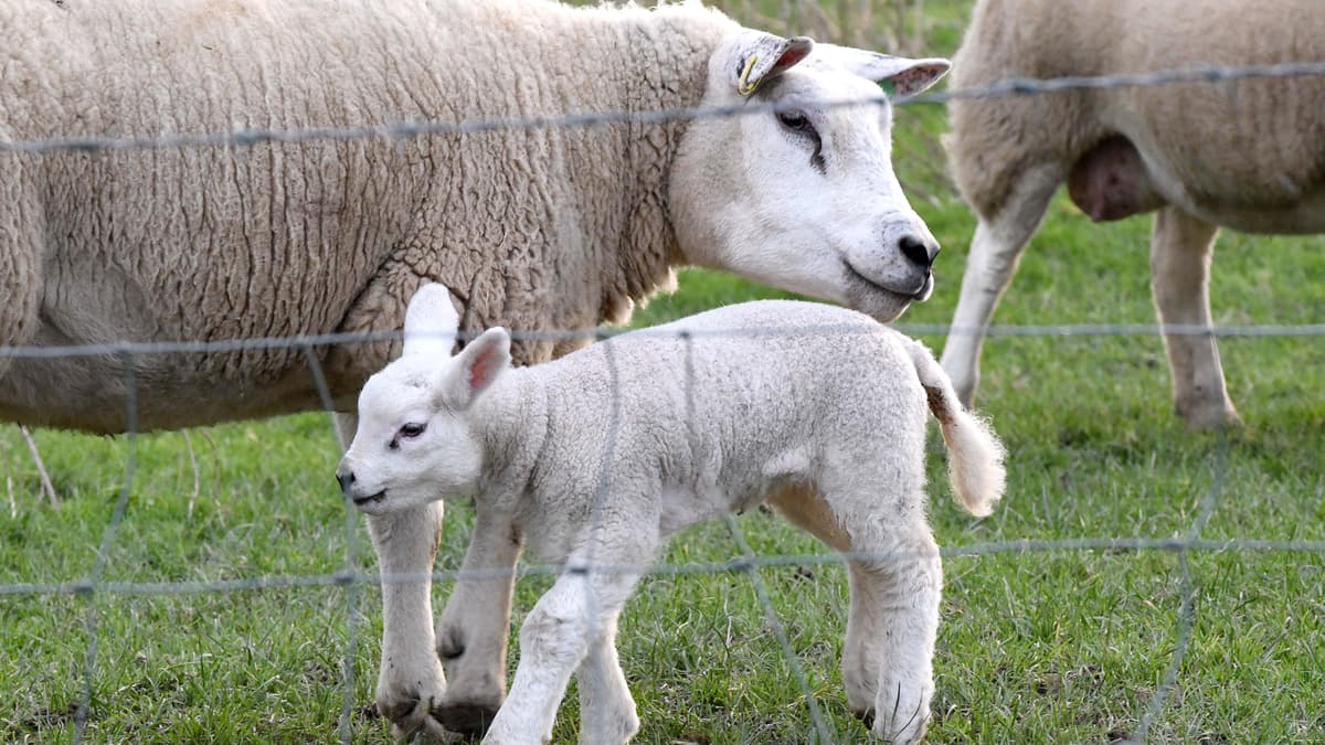 Plea to keep dogs on leads near fields around the Isle of Man this ...