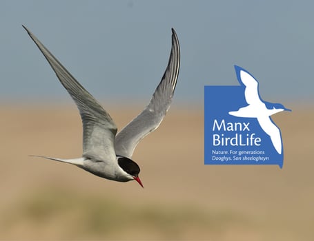 Manx BirdLife secures £28,618 grant for conservation efforts | iomtoday ...