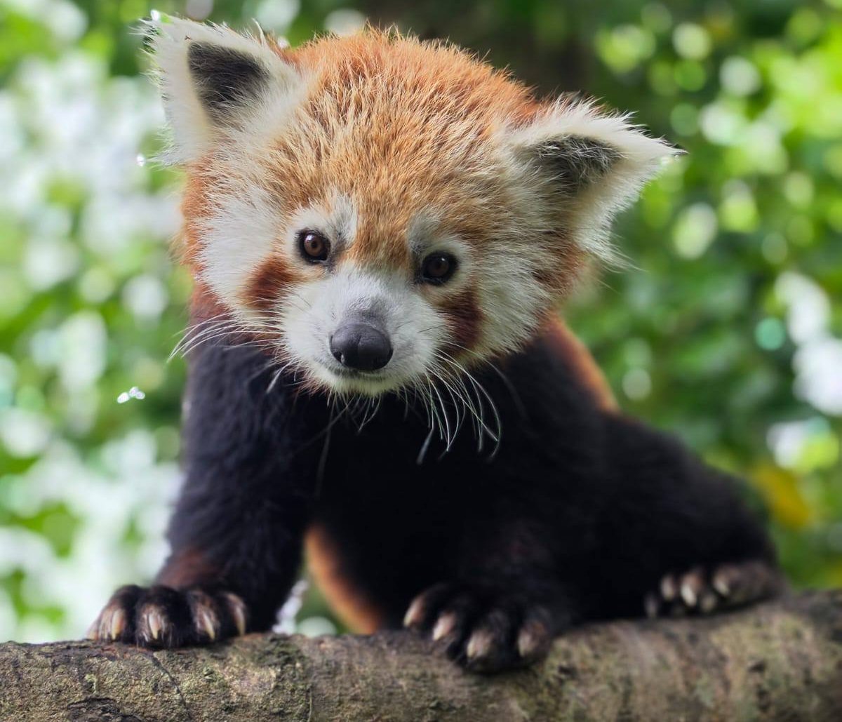 Curraghs Wildlife Park welcomes spanish red panda Malik | iomtoday.co.im